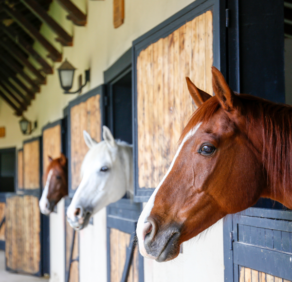 6 Effective Horse Barn Drainage Solutions to Prevent Flooding ...