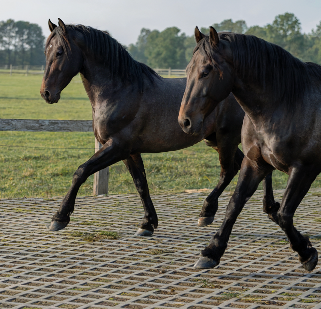 6 Effective Horse Barn Drainage Solutions to Prevent Flooding ...